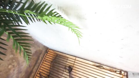 Bimilstory Seoyool 서율 - Vol.03 Bondage Villain 3 | Xasiat